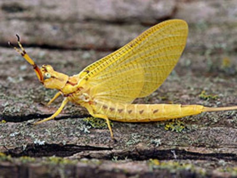 Weather radar records drastic drop in mayfly populations | NSF - U.S ...