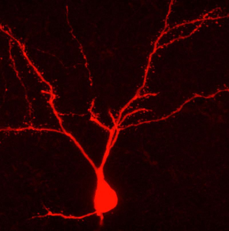 How to Listen to One Brain Cell at a Time | NSF - National Science Foundation