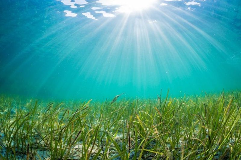 Seagrasses restored to Virginia bays are flourishing | NSF - U.S ...