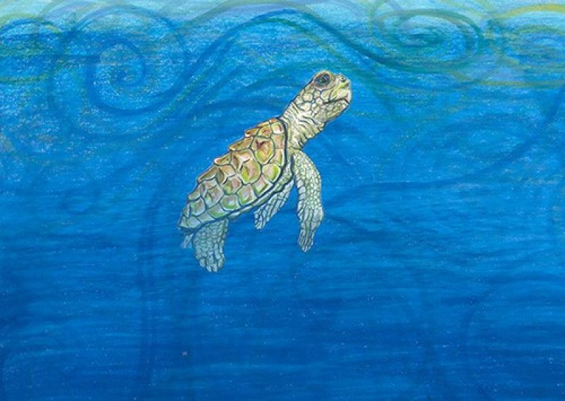 High-resolution ocean model looks at sea turtles' lost years | NSF - U ...