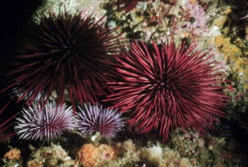 Researchers begin to decipher the sea urchin microbiome | NSF - U.S ...