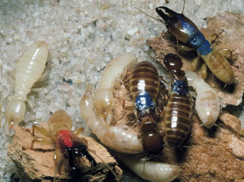 Termite Battles May Explain Evolution of Social Insects | NSF - U.S ...