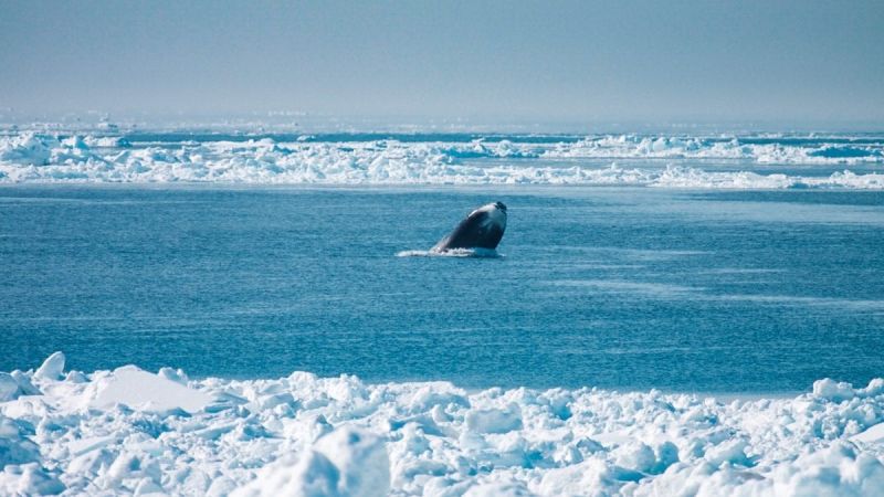 Whales may owe their efficient digestion to millions of tiny microbes ...