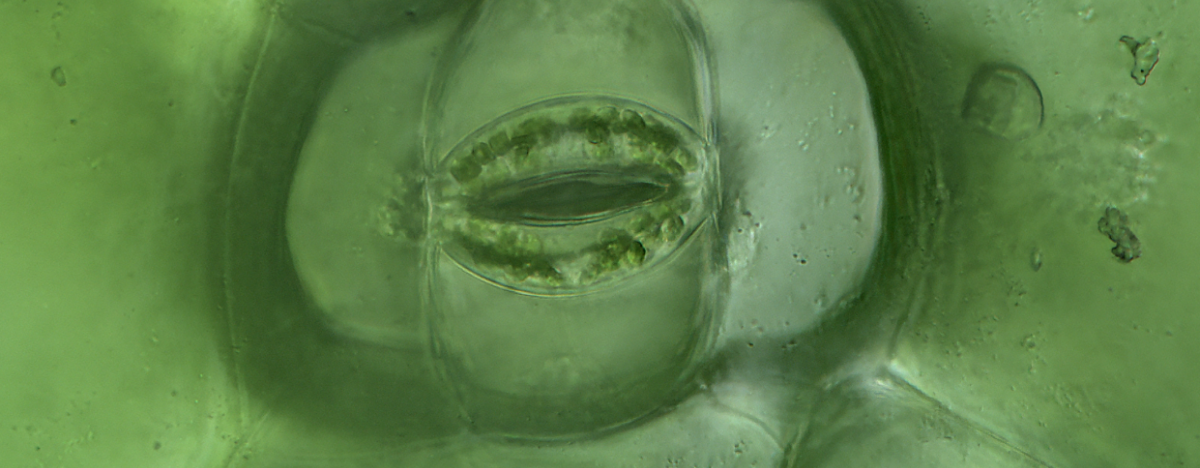 leaf stomata picture