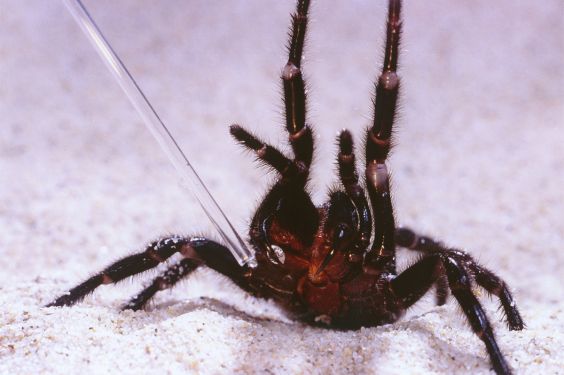 spider venom under microscope