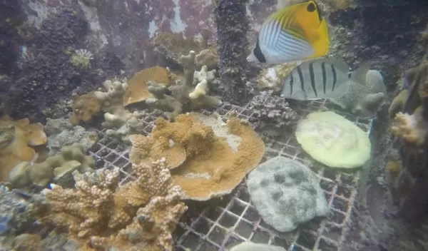 Hawaiian corals show surprising resilience to warming oceans | NSF ... Hawaiian corals show surprising resilience to warming oceans | NSF ...