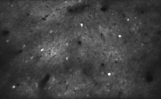 Molecular nanocages remove 80-90% of PFAS, or 'forever chemicals,' from ... Molecular nanocages remove 80-90% of PFAS, or 'forever chemicals,' from ...
